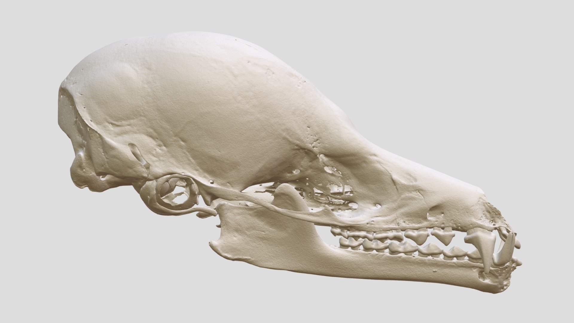 Glossophaga leachii (MSB:Mamm:22573) - 3D model by Biodiversity ...