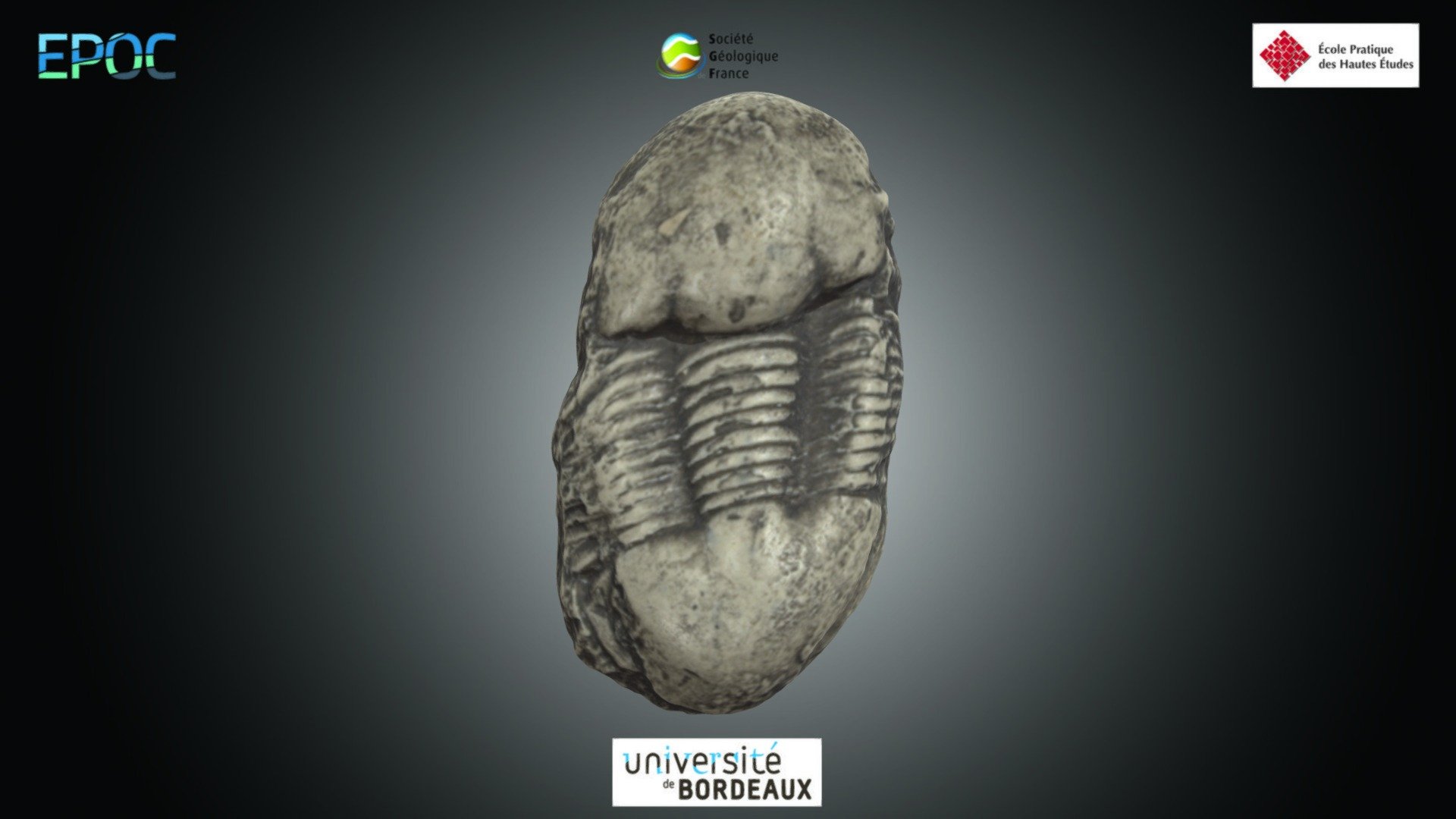 Trilobite - Linnaeus sp. - Download Free 3D model by Société Géologique ...