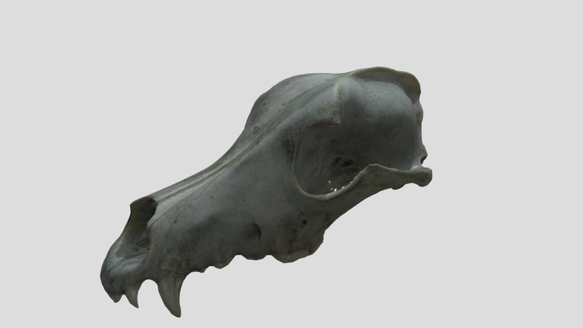 wolf_skull_retopo - 3D model by skier3d [4af0d28] - Sketchfab