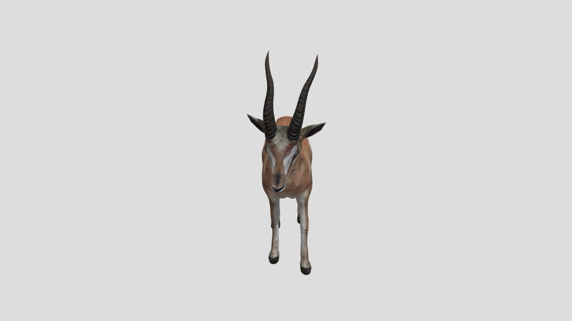 Gazelle - Download Free 3D model by hendrikReyneke [4afbf4b] - Sketchfab