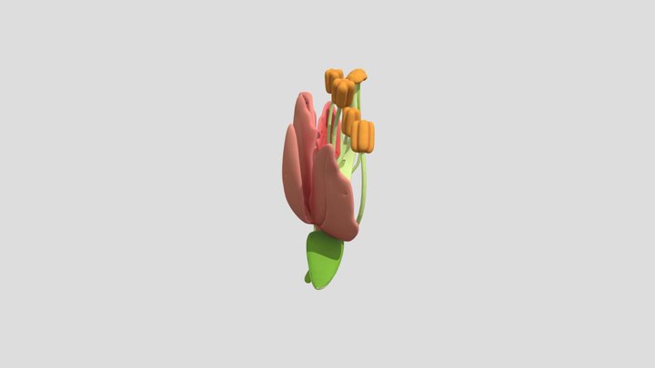Bunga 3D models - Sketchfab