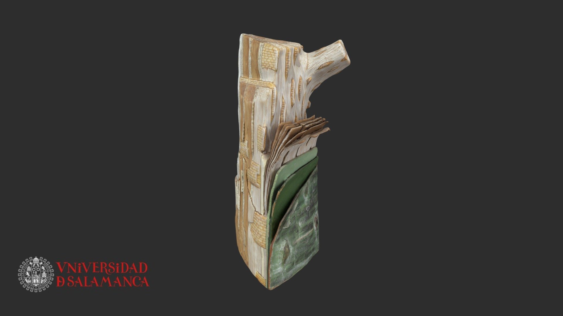 Fragmento de tallo leñoso de dicotiledónea - 3D model by Emanuel Sterp ...