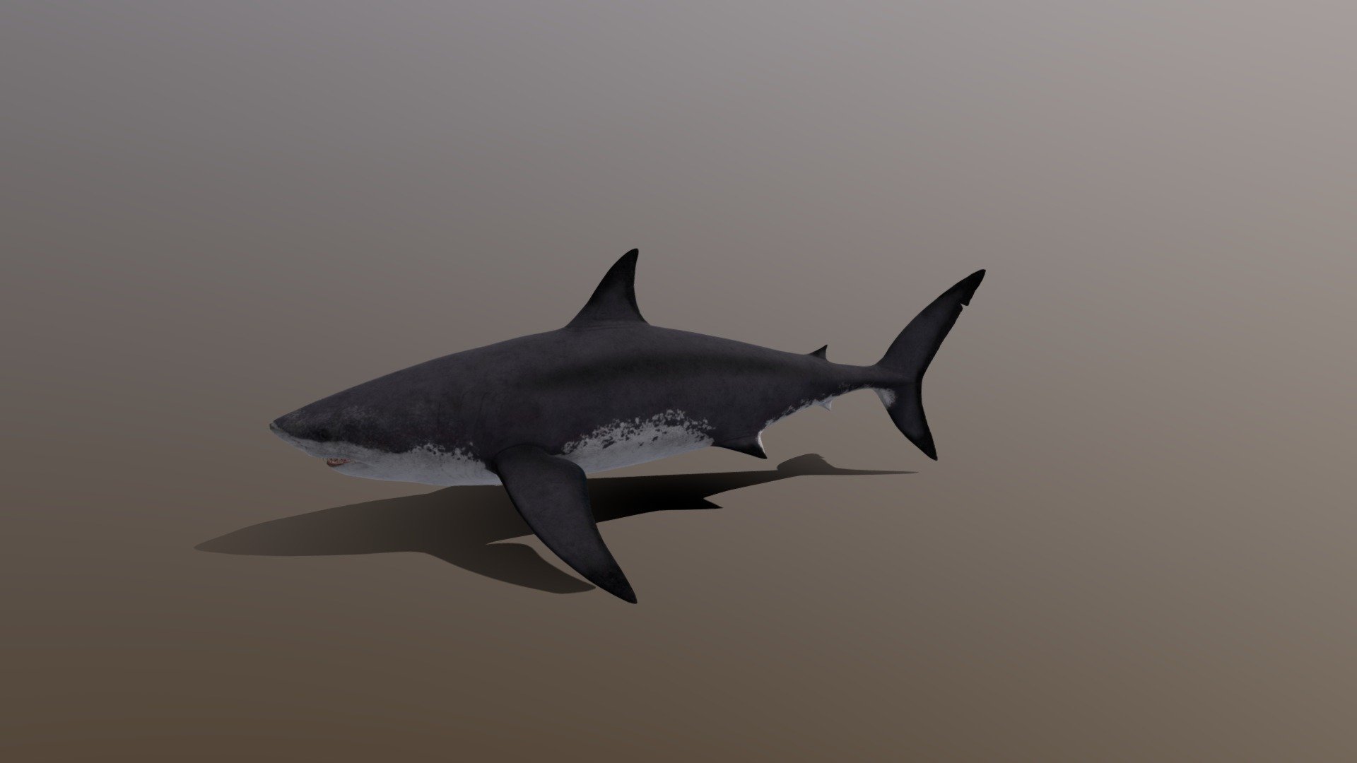 Megalodon - Download Free 3D model by SDPM Esare (@sdpm) [4aff4c3 ...
