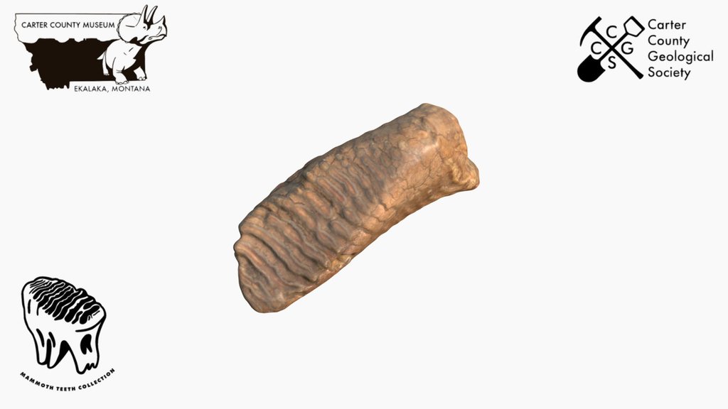 Mammoth Teeth - A 3D model collection by Carter County Museum ...
