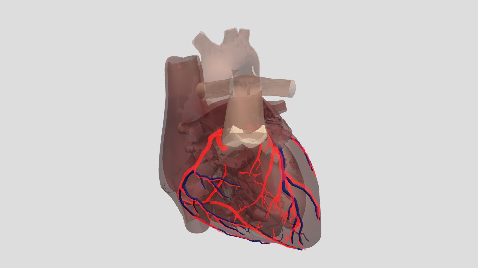 Right-Heart-Dominance Anatomy - 3D model by Dien [4b008e8] - Sketchfab