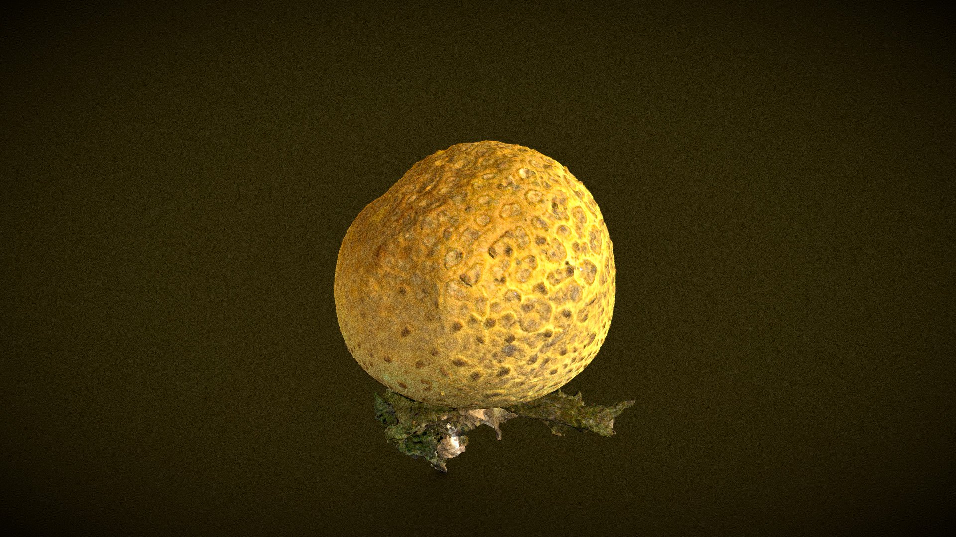 Scleroderma commune - Real fungi 3D scan - Download Free 3D model by ...