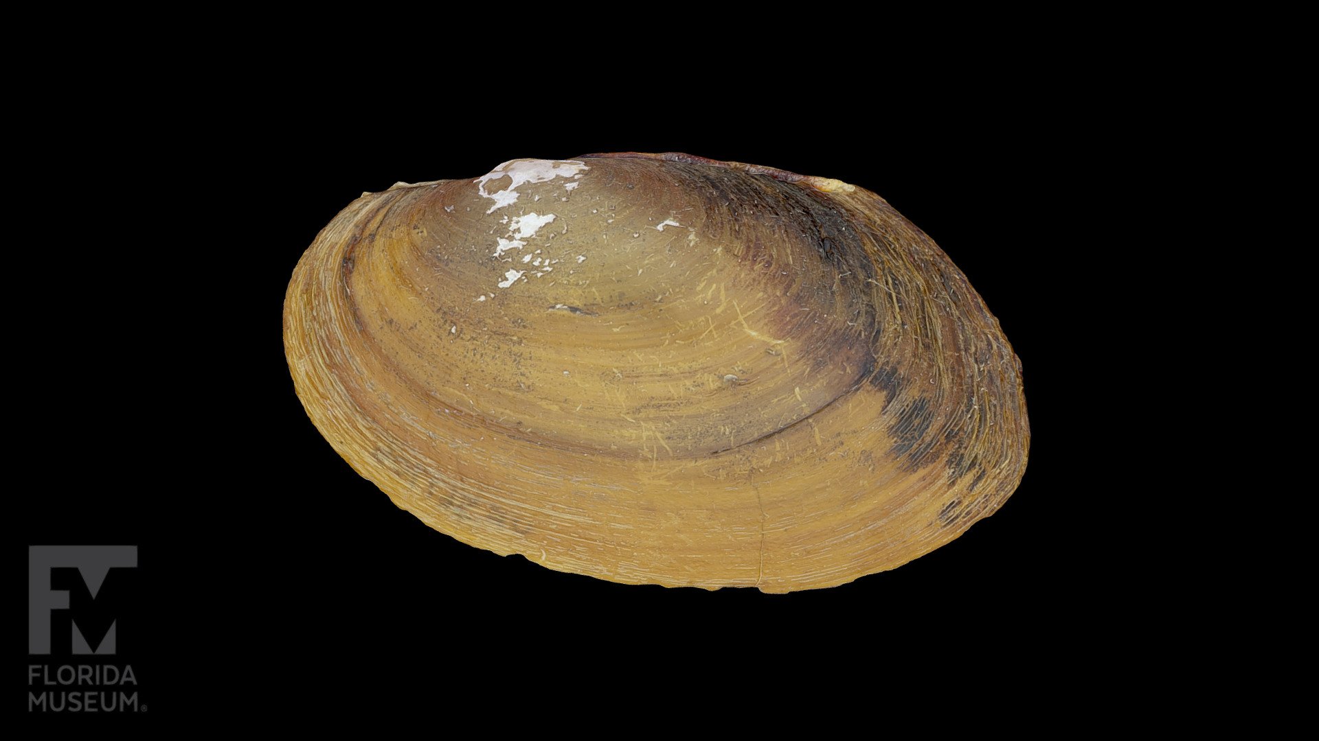 Pseudodon ellipticus - Freshwater Mussel - 3D model by FloridaMuseum ...