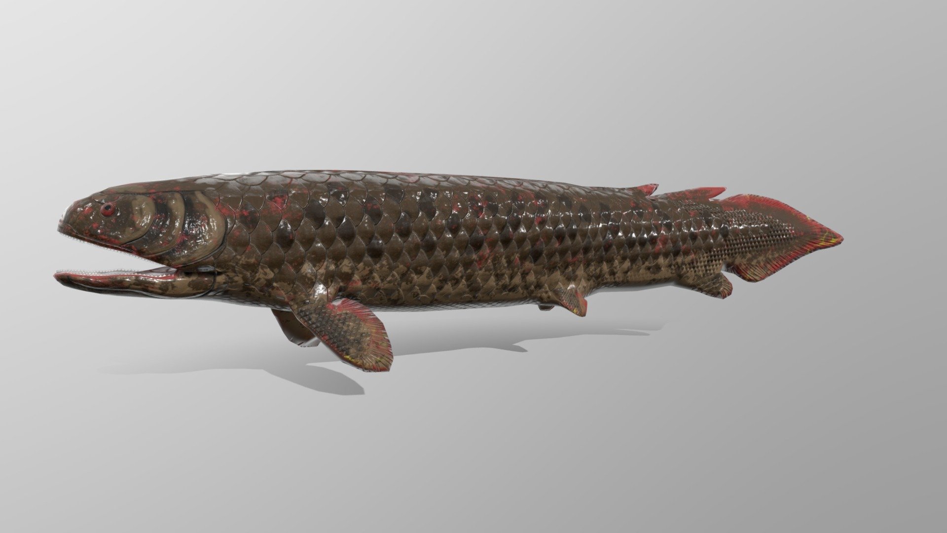 Rhizodontid - 3D model by Paleobiome [4b06579] - Sketchfab