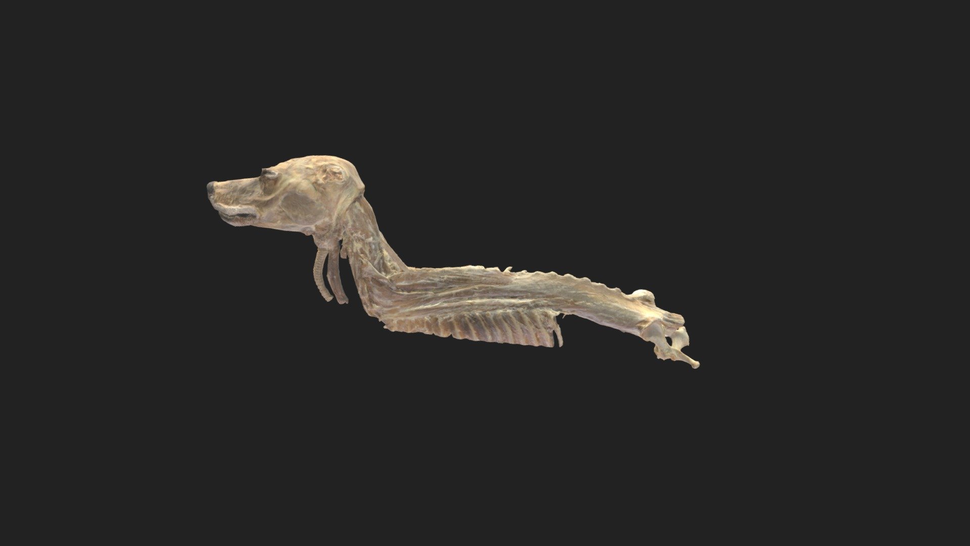 muscles of back dog - 3D model by vetanatMunich [4b0e109] - Sketchfab