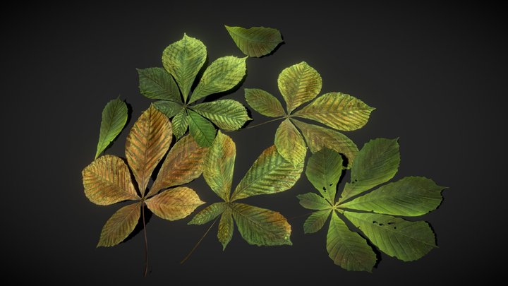 Leaf-tree 3D models - Sketchfab