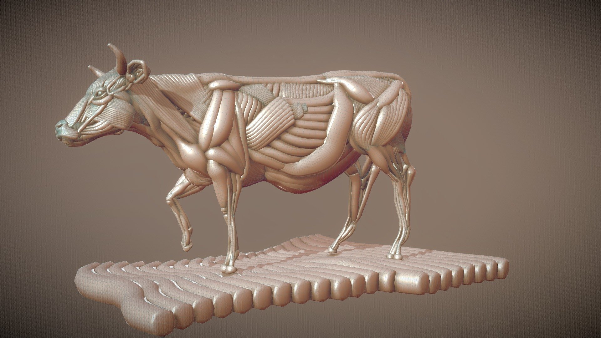 Cow ecorche - Buy Royalty Free 3D model by Christophe GUIVANT ...