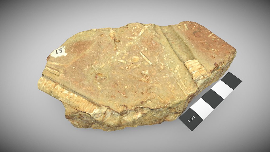 Bioclastic Limestone - A 3D model collection by Juergen14 - Sketchfab