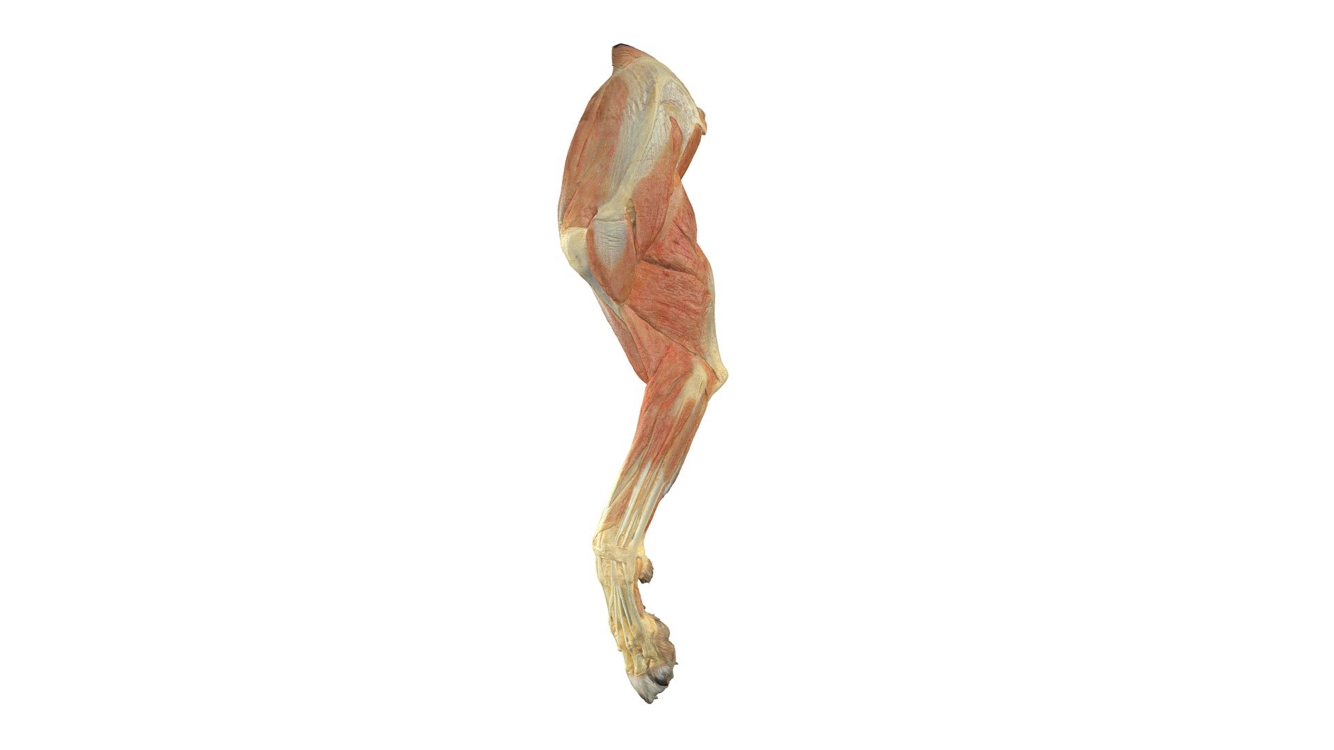 Dog, Forelimb, Muscles (2) - 3D model by Vetanat.UZH [4b12769] - Sketchfab