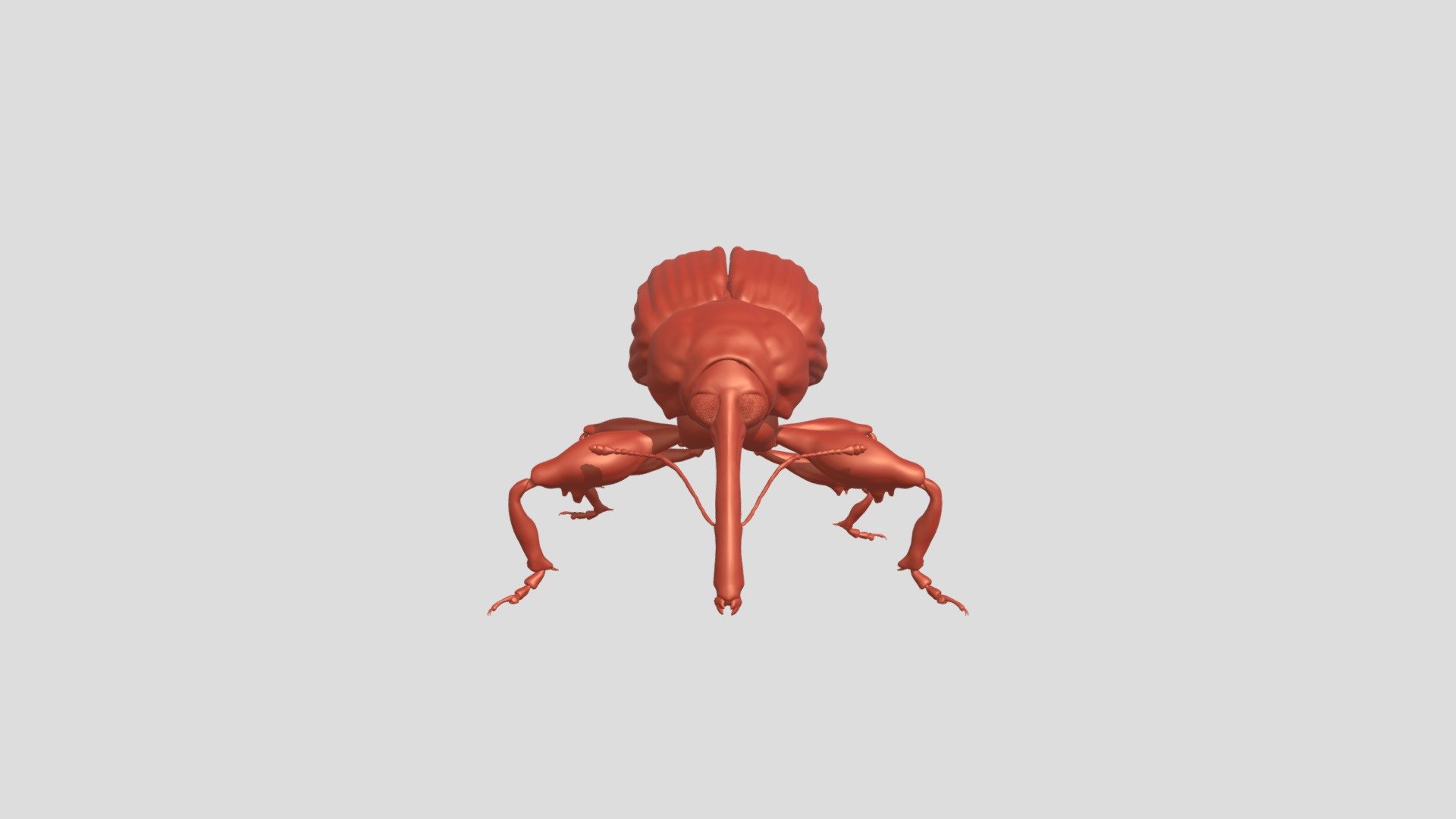 Anthonomus grandis Boh. | Boll weevil - 3D model by mgnickell [4b132ba ...