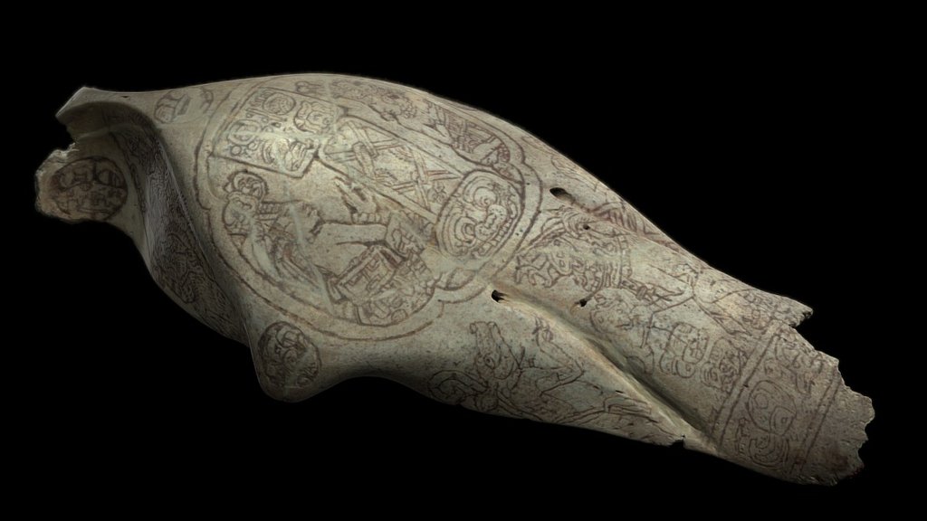 Peccary skull, Copan - 3D model by Peabody Museum (@peabody) [4b1a955 ...