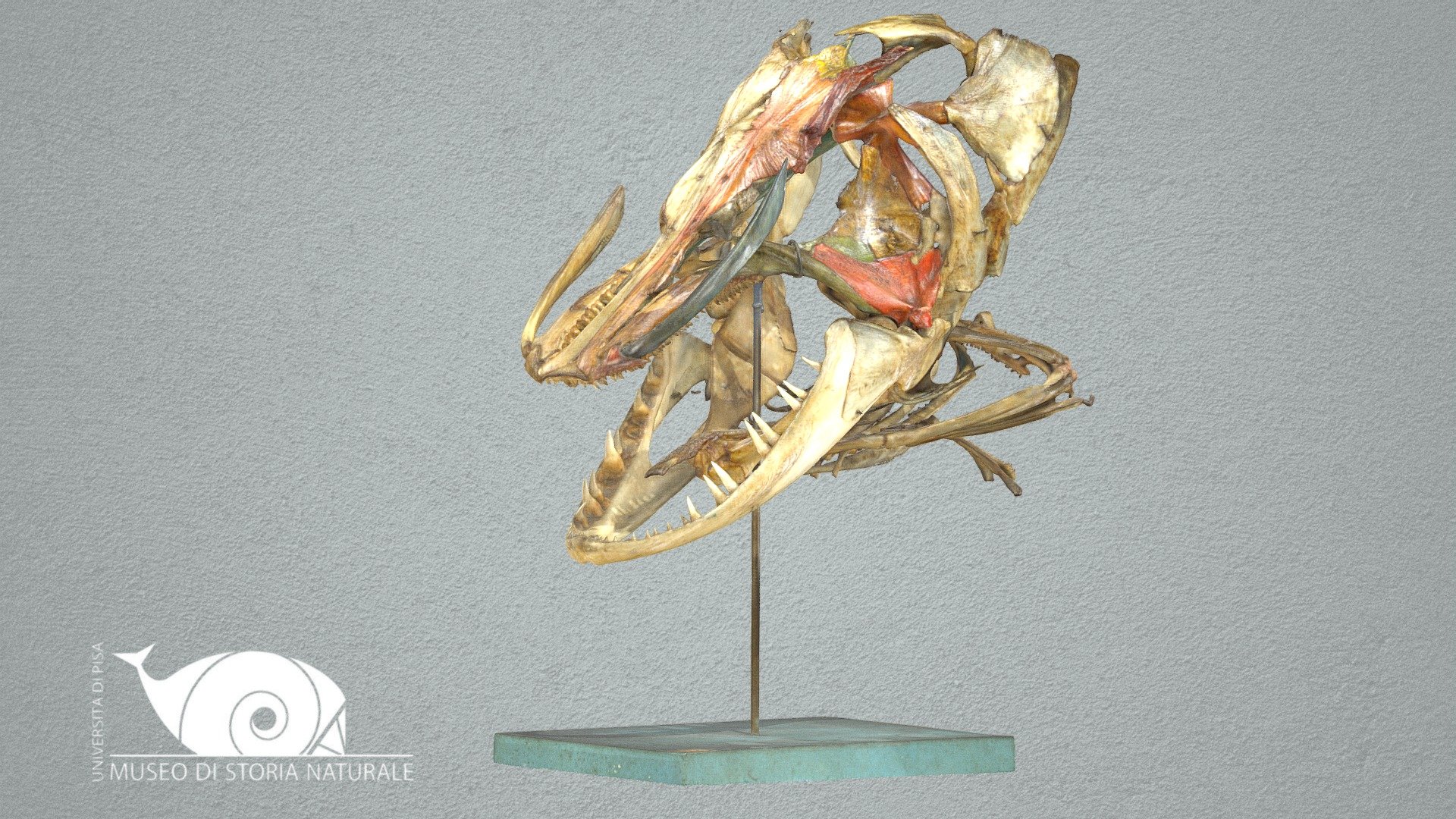 Northern pike - 3D model by Natural History Museum, University of Pisa ...