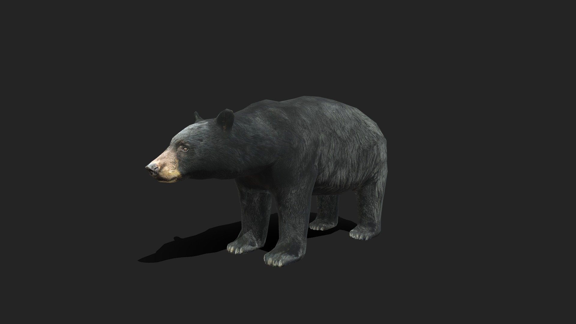 Low Poly American Black Bear - Buy Royalty Free 3D model by 3D-IDI ...