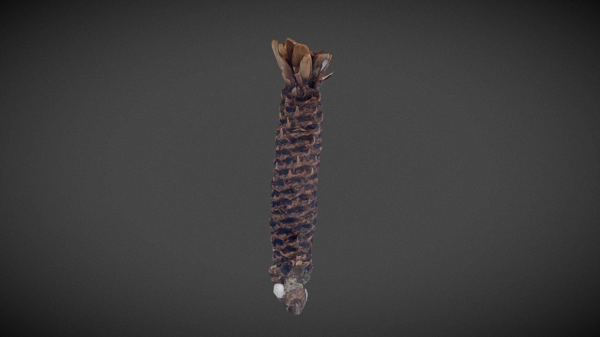 Pinecone chewed by squirrel - Download Free 3D model by CUPHAT [4b271b4] - Sketchfab