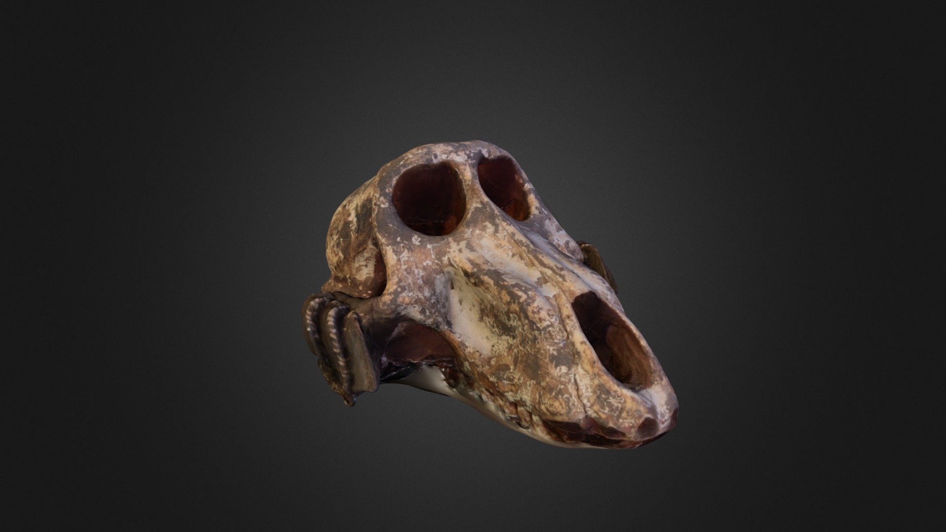 Ape Skull Smooth - 3D model by switzerbaden [4b27518] - Sketchfab