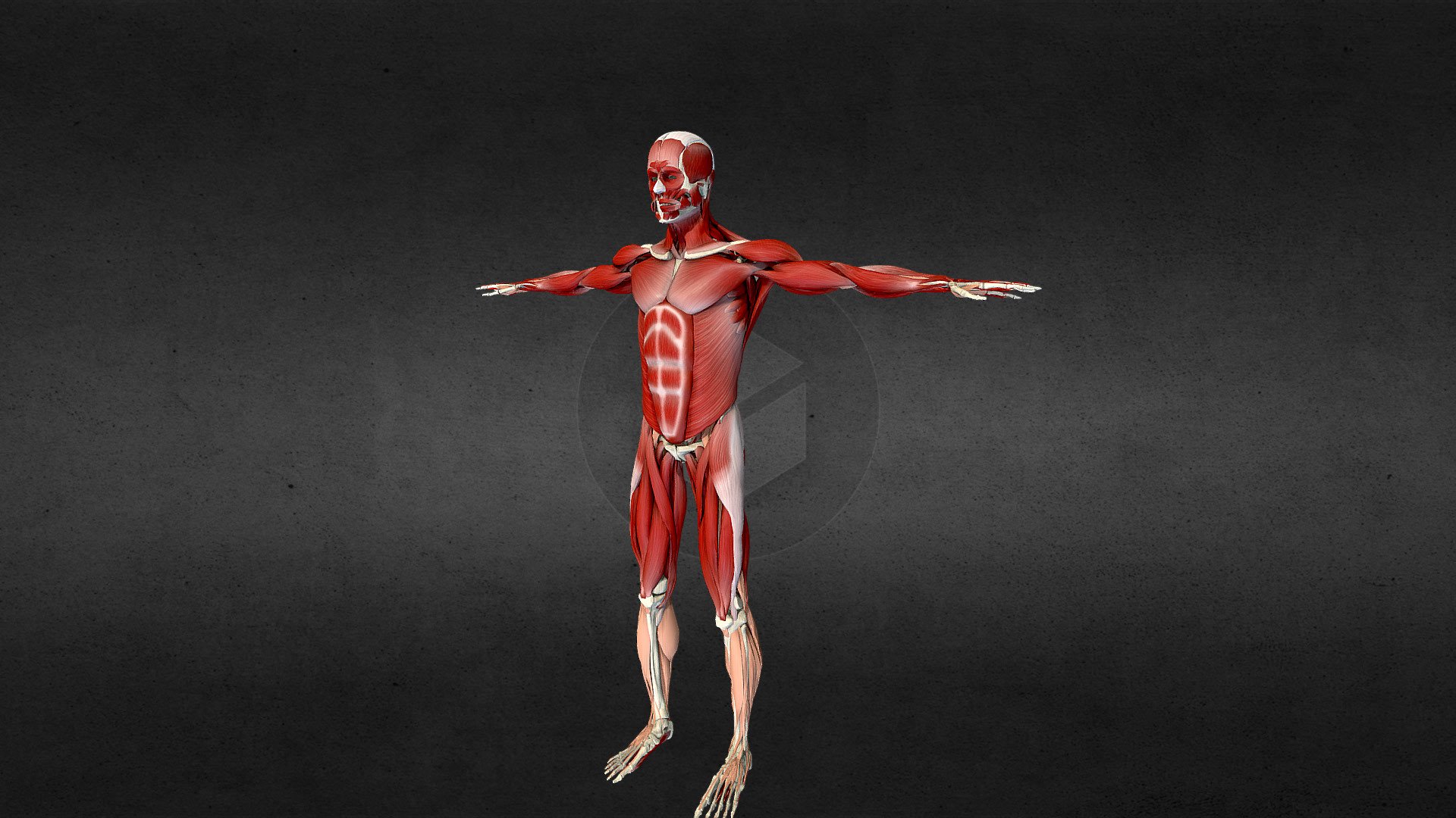 separated muscles and bones - Buy Royalty Free 3D model by flarar-01 ...