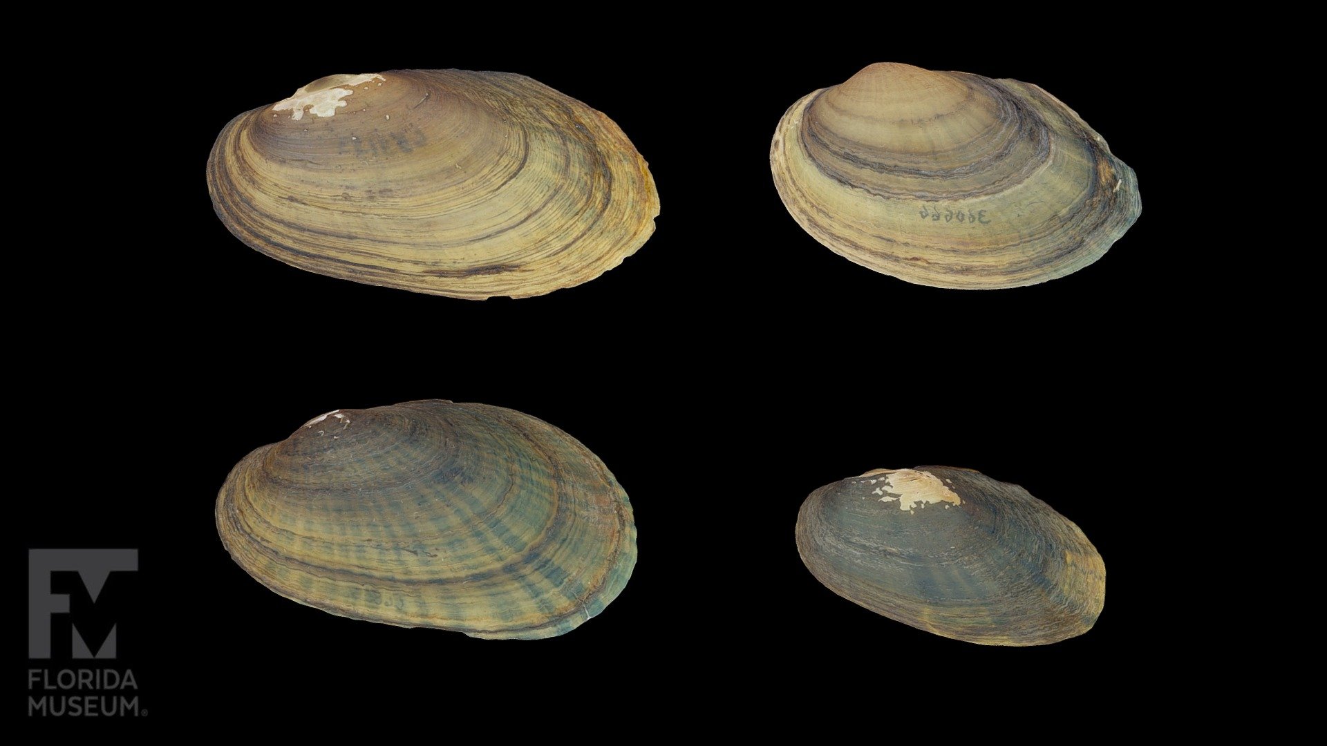 Freshwater Mussels South Africa at Bernadette Williams blog