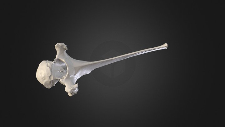 Bone 3D models - Sketchfab