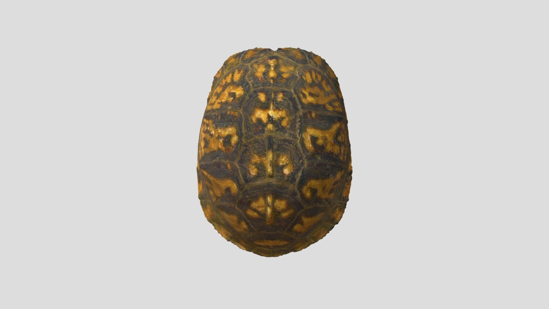 Turtle Shell (VCU_3D_3848) - Download Free 3D model by Virtual Curation Lab (@virtualcurationlab ...