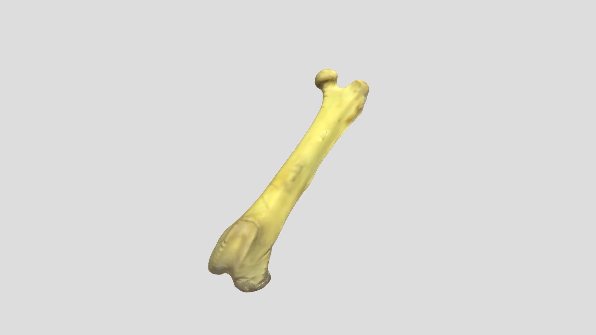 Gibnut right femur - 3D model by coolishwizard [4b47be3] - Sketchfab