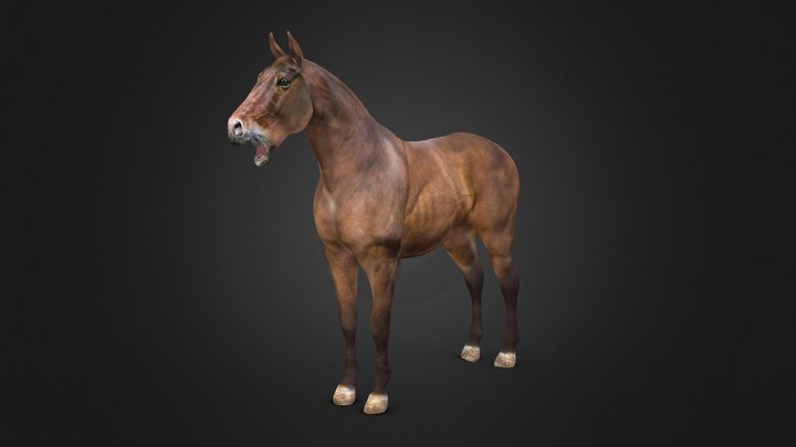 Rigged-animal 3D models - Sketchfab