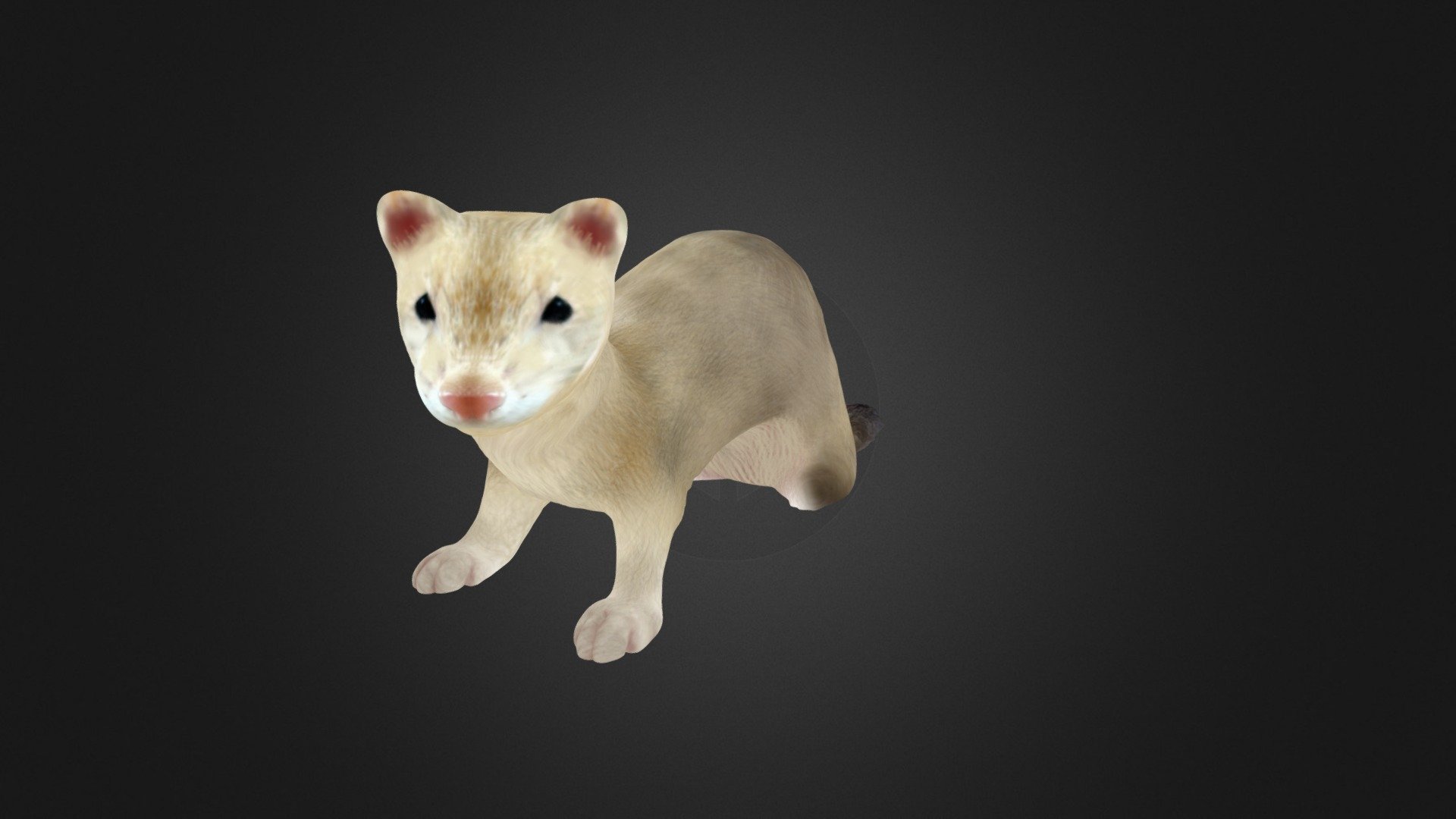 Ferret - 3D model by 3dwave [4b5573e] - Sketchfab