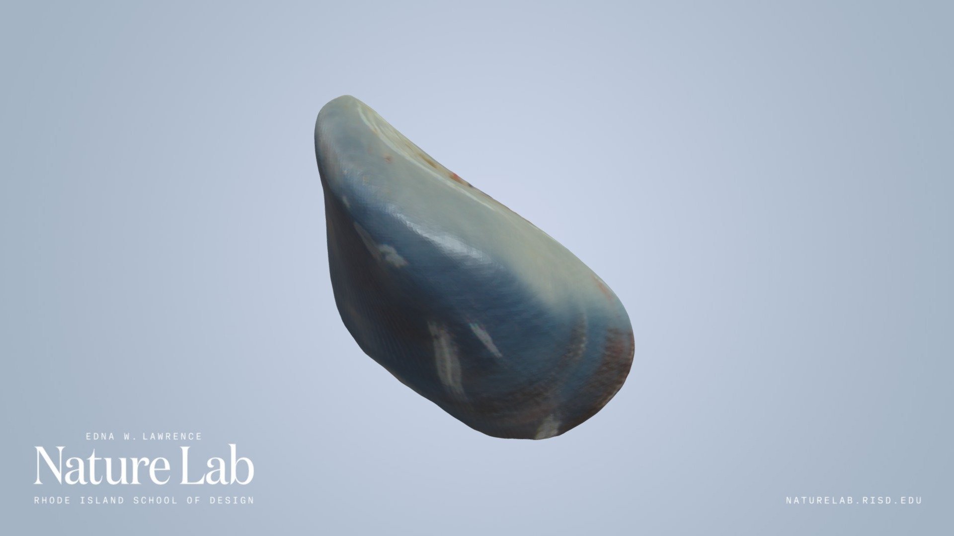 Mussel Shell (polished) - Download Free 3D model by RISD Nature Lab ...