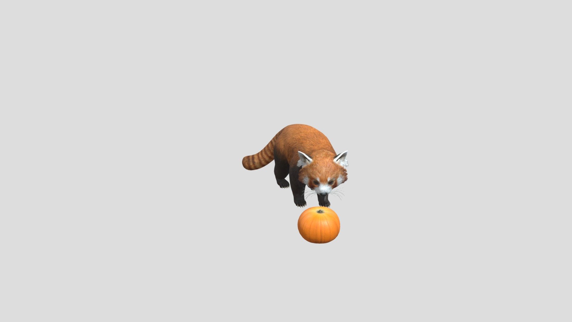 Red Panda - Buy Royalty Free 3D model by Phil3D (@philosophie) [4b59df2 ...