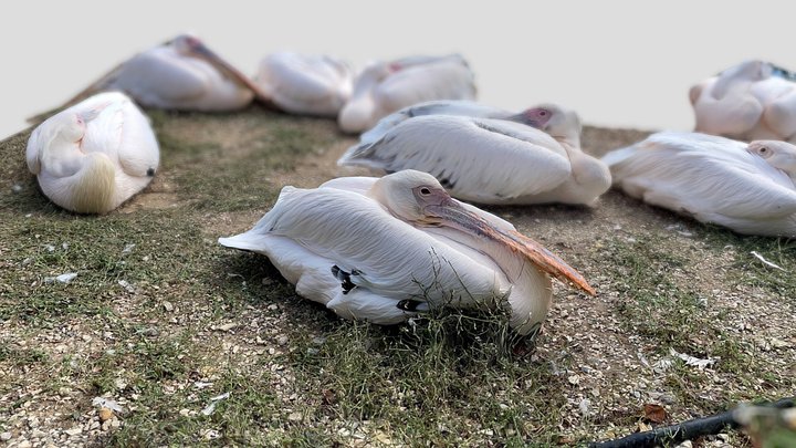 Pelican 3D models - Sketchfab