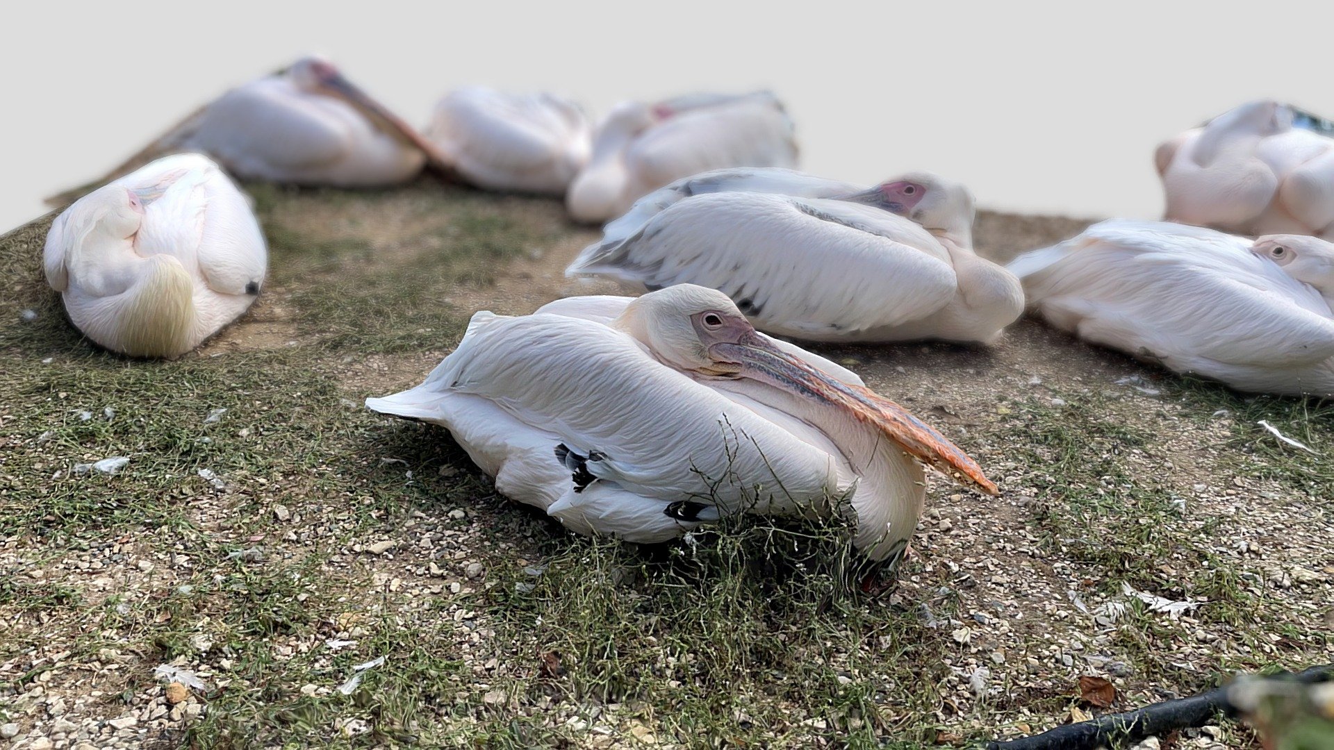 Pelican - Download Free 3D model by alban [4b5a94d] - Sketchfab