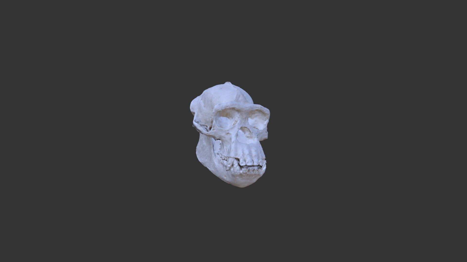 Chimp Head - 3D model by Rakib Hossain (@rakibtonoy) [4b60a2d] - Sketchfab