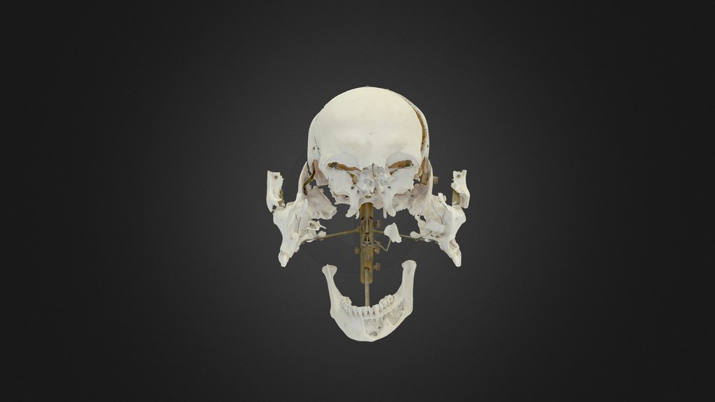 Face anatomy - A 3D model collection by VarietyM - Sketchfab