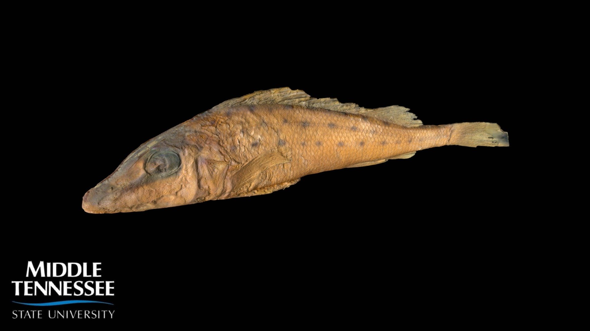 Donets ruffe - Gymnocephalus acerina - Download Free 3D model by ...
