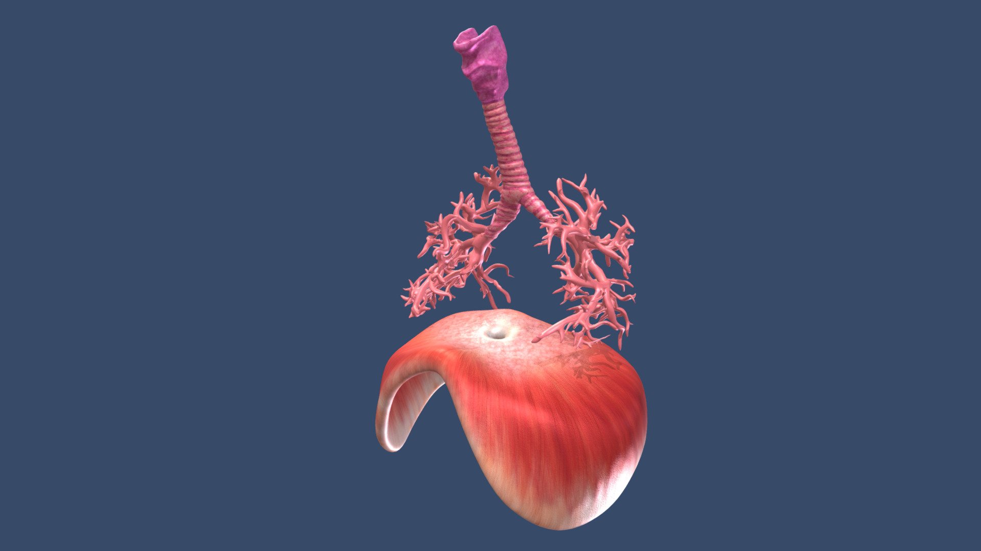 Trachea + bronchi + Diaphragm: ANIMATION - Buy Royalty Free 3D model by ...