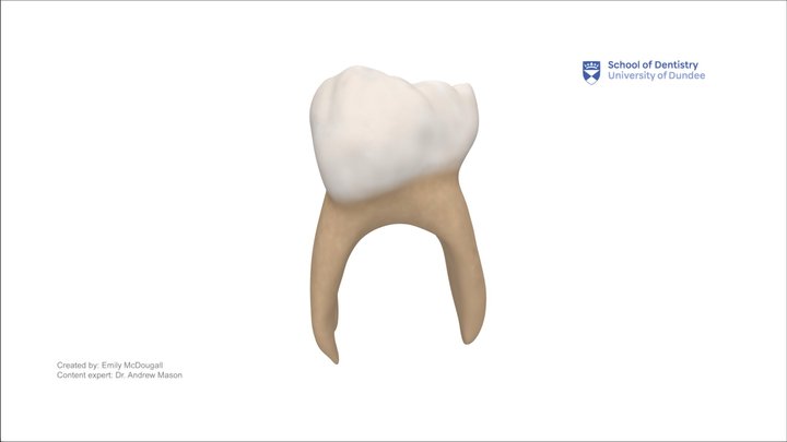 Dental 3D models - Sketchfab