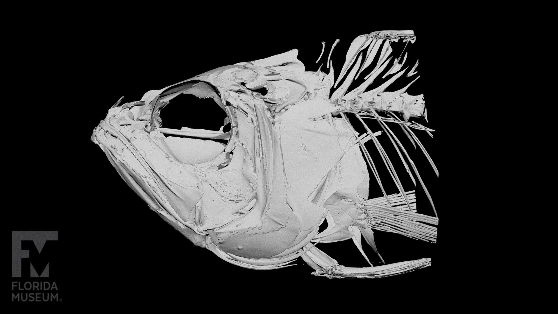 Bigtooth Cardinal Head - 3D model by FloridaMuseum [4b6a92b] - Sketchfab