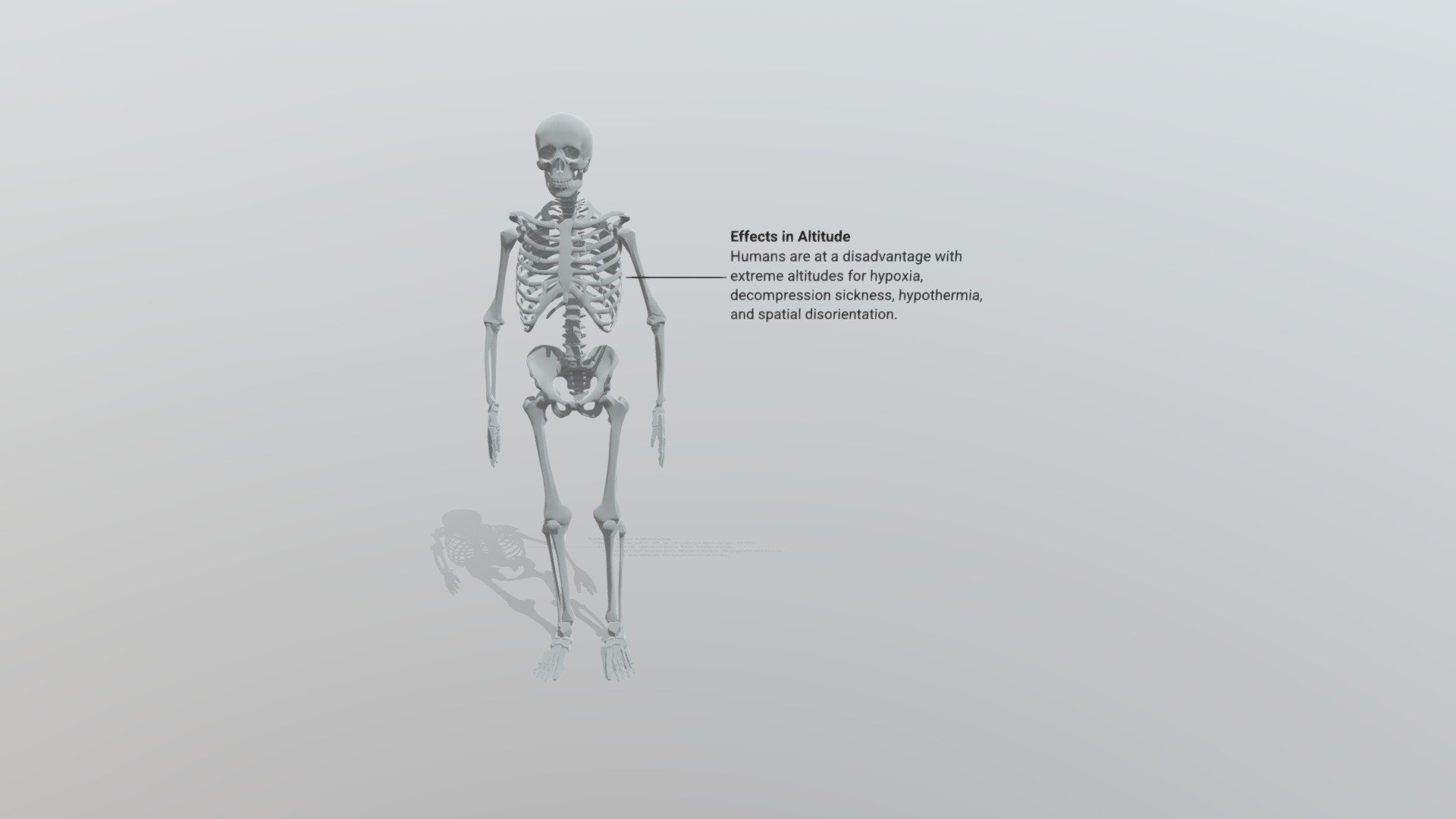 Skeleton Annotated - Download Free 3D model by ImmaculatePoison ...