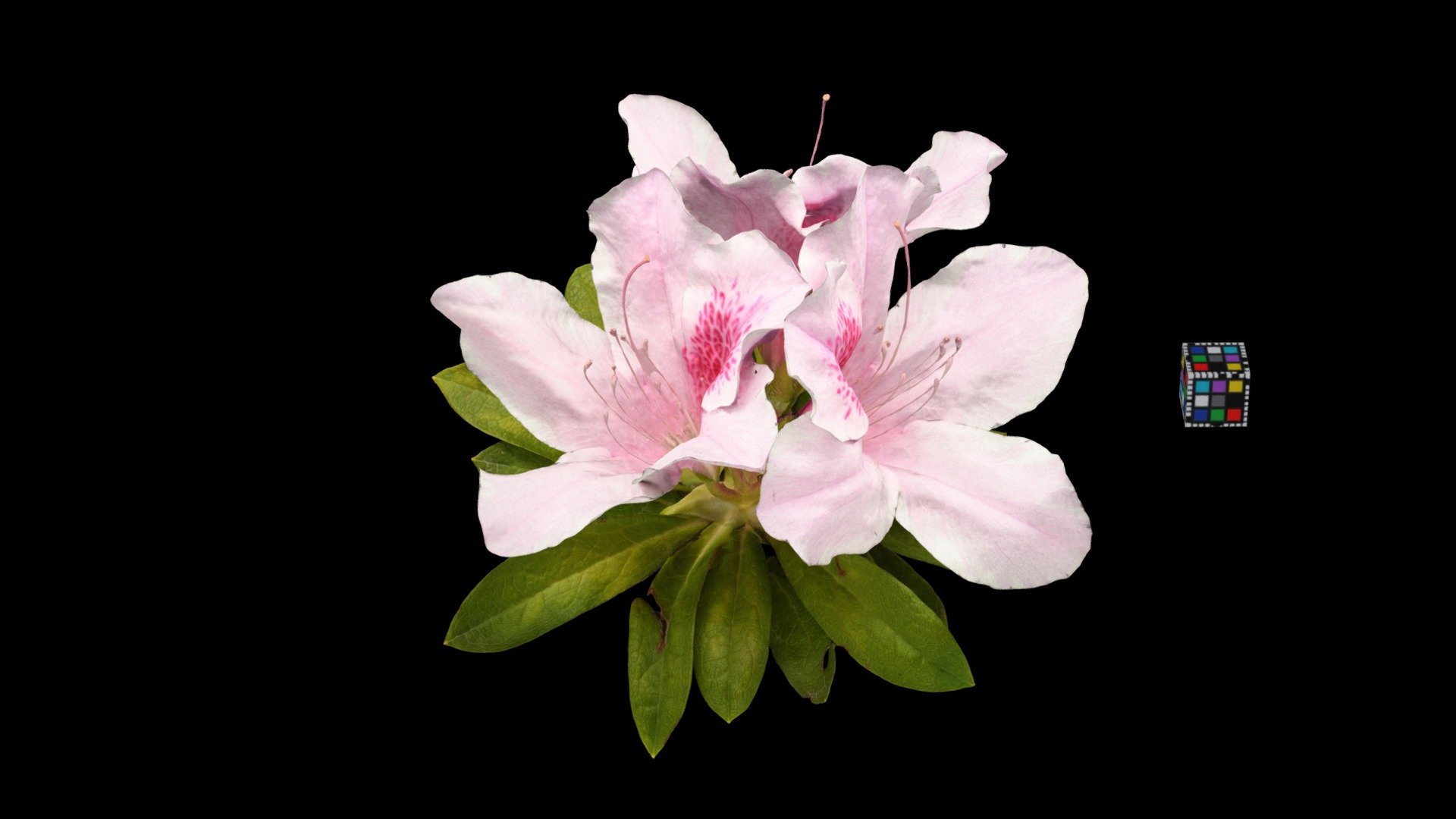 CC0 ヒラドツツジ Hirado Azalea, R. x pulchrum - Download Free 3D model by ...