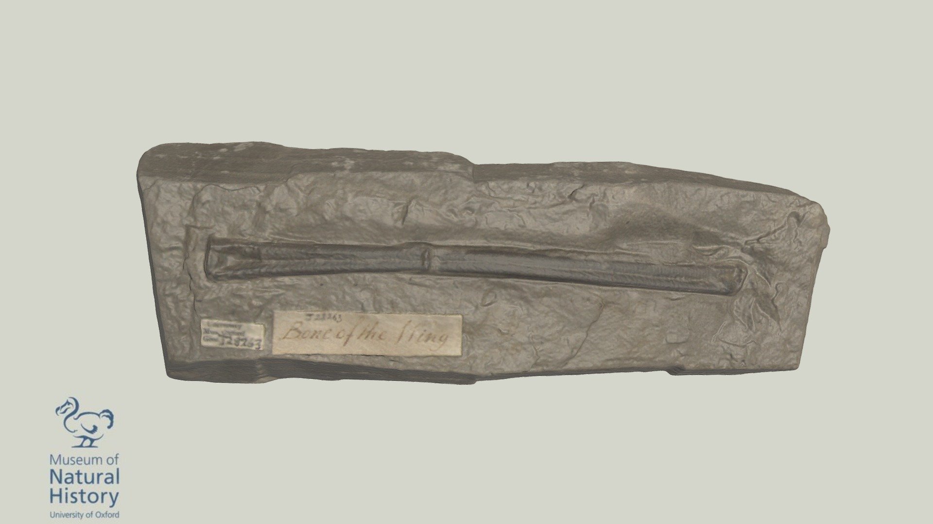 Pterosaur wing finger (OUMNH PAL-J.028263) - 3D model by Oxford ...
