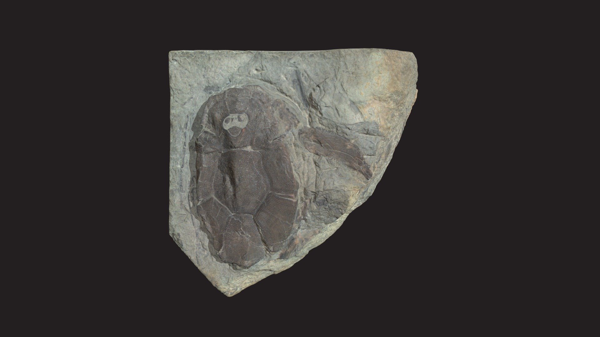 CMNH 8937 Bothriolepis - 3D model by Cleveland Museum of Natural ...