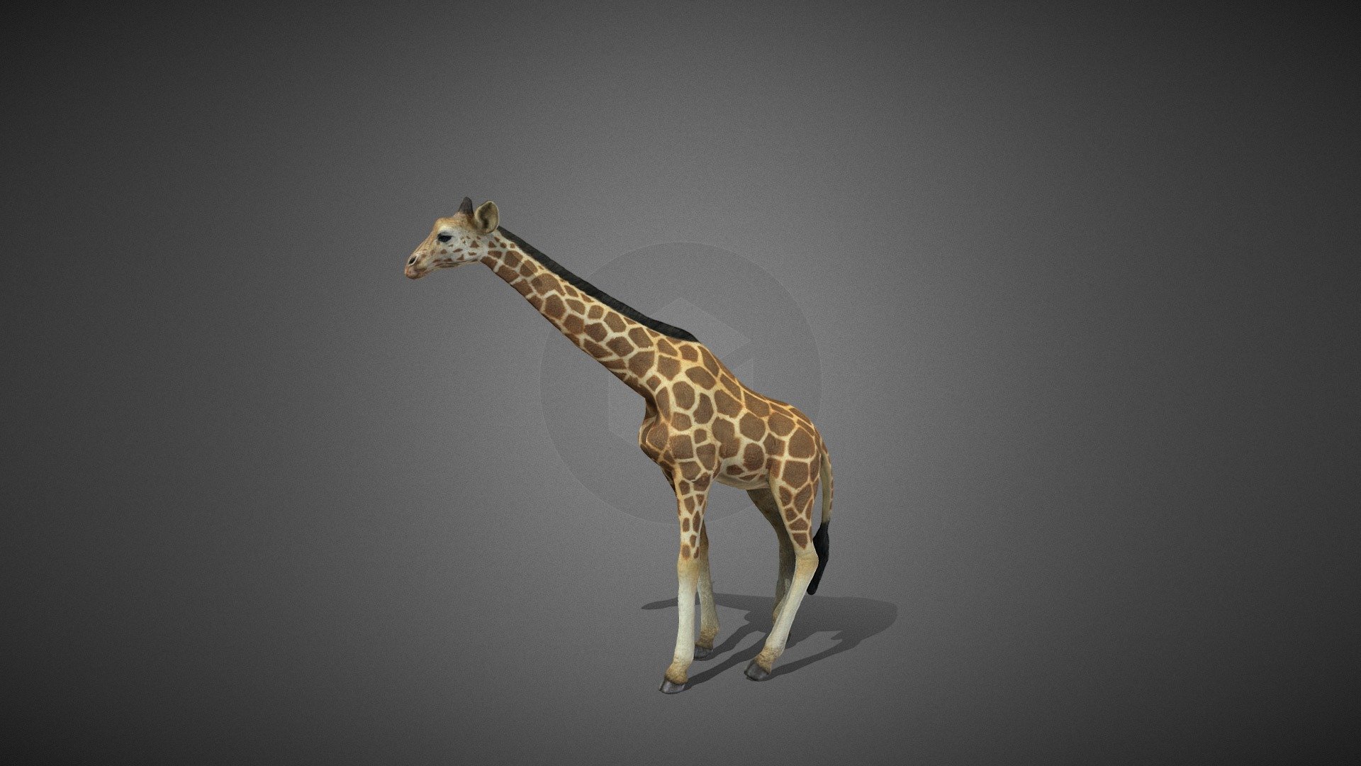 Giraffe camelopardalis - Download Free 3D model by Stephengury [4b78a5e ...