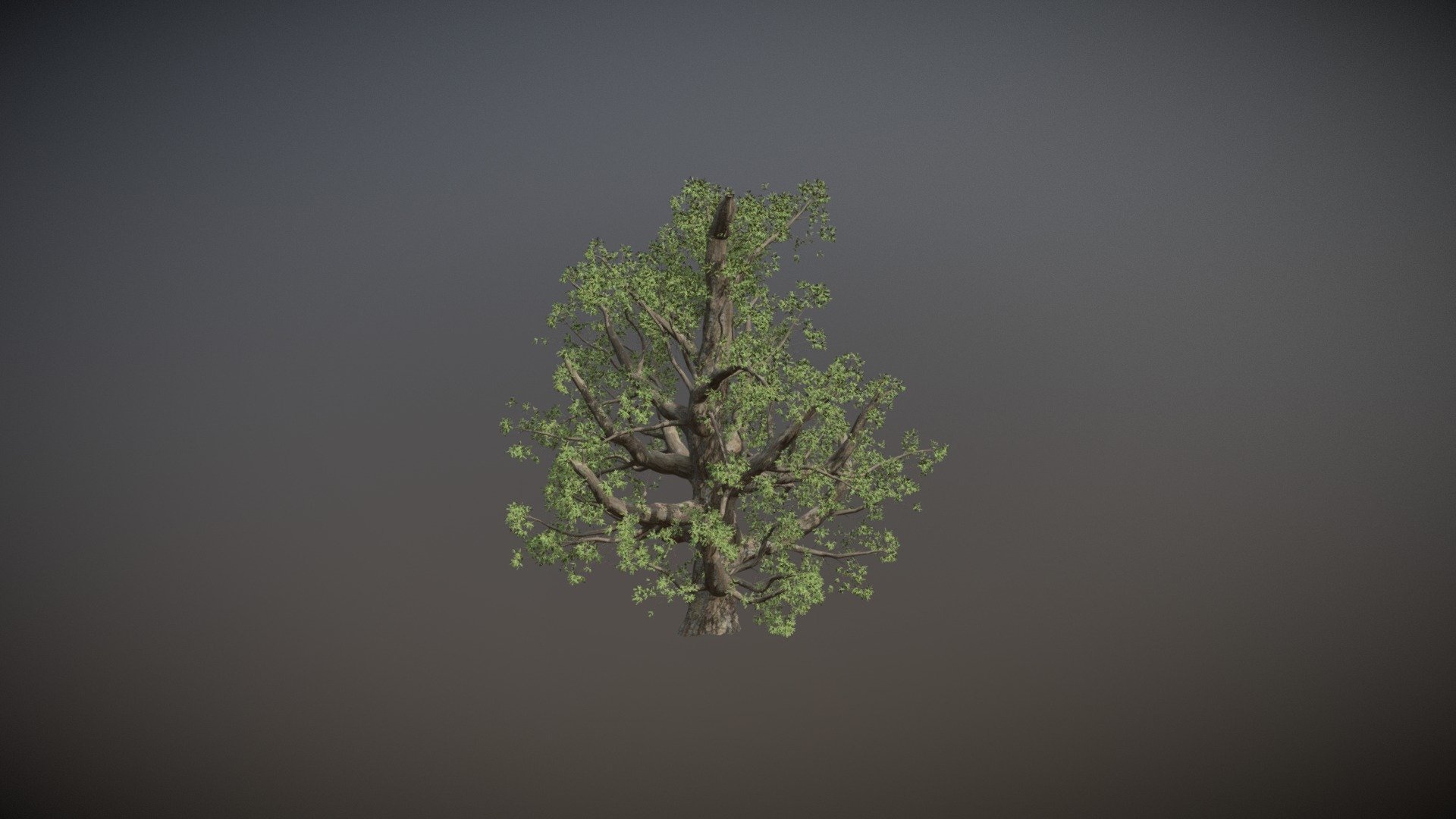 SpeedTree - 3D model by luweiguo [4b7f188] - Sketchfab