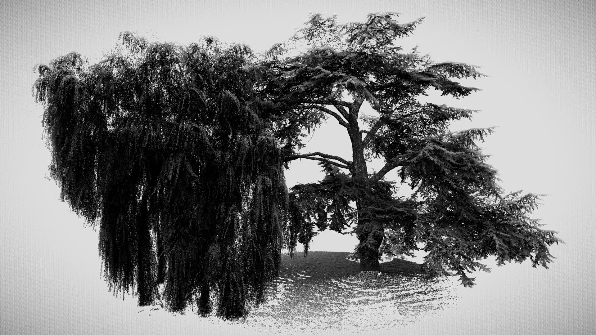 Cedar of Lebanon and Weeping Willow - Download Free 3D model by ...