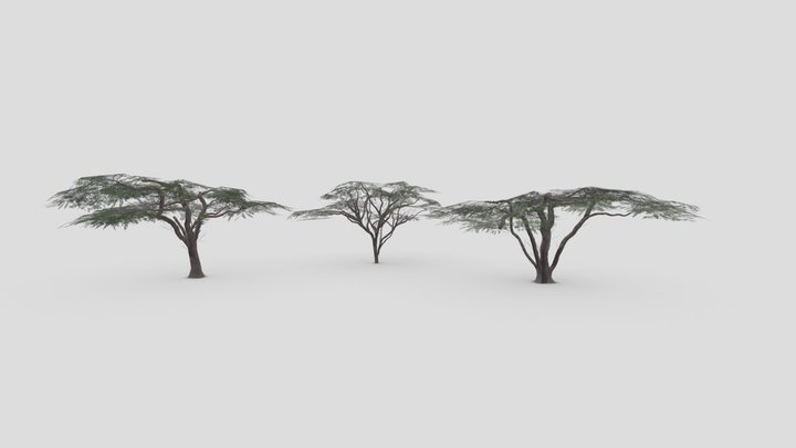 Acacia-tree 3D models - Sketchfab