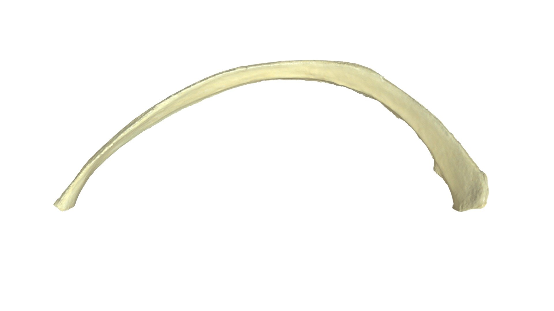 Rib 11 (zwevend) - met annotaties - 3D model by Universiteit Antwerpen ...