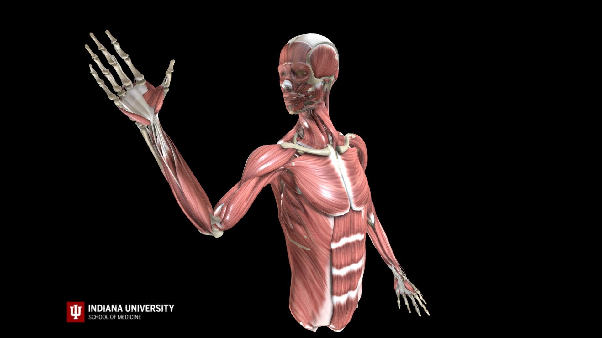 Wrist - Watson Exam: Female - 3D model by IUI University Library (@IUI ...